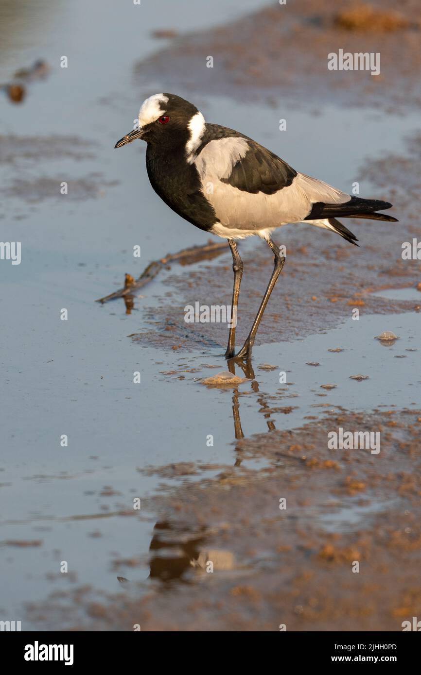 Zambia, South Luangwa National Park. Blacksmith lapwing aka blacksmith ...
