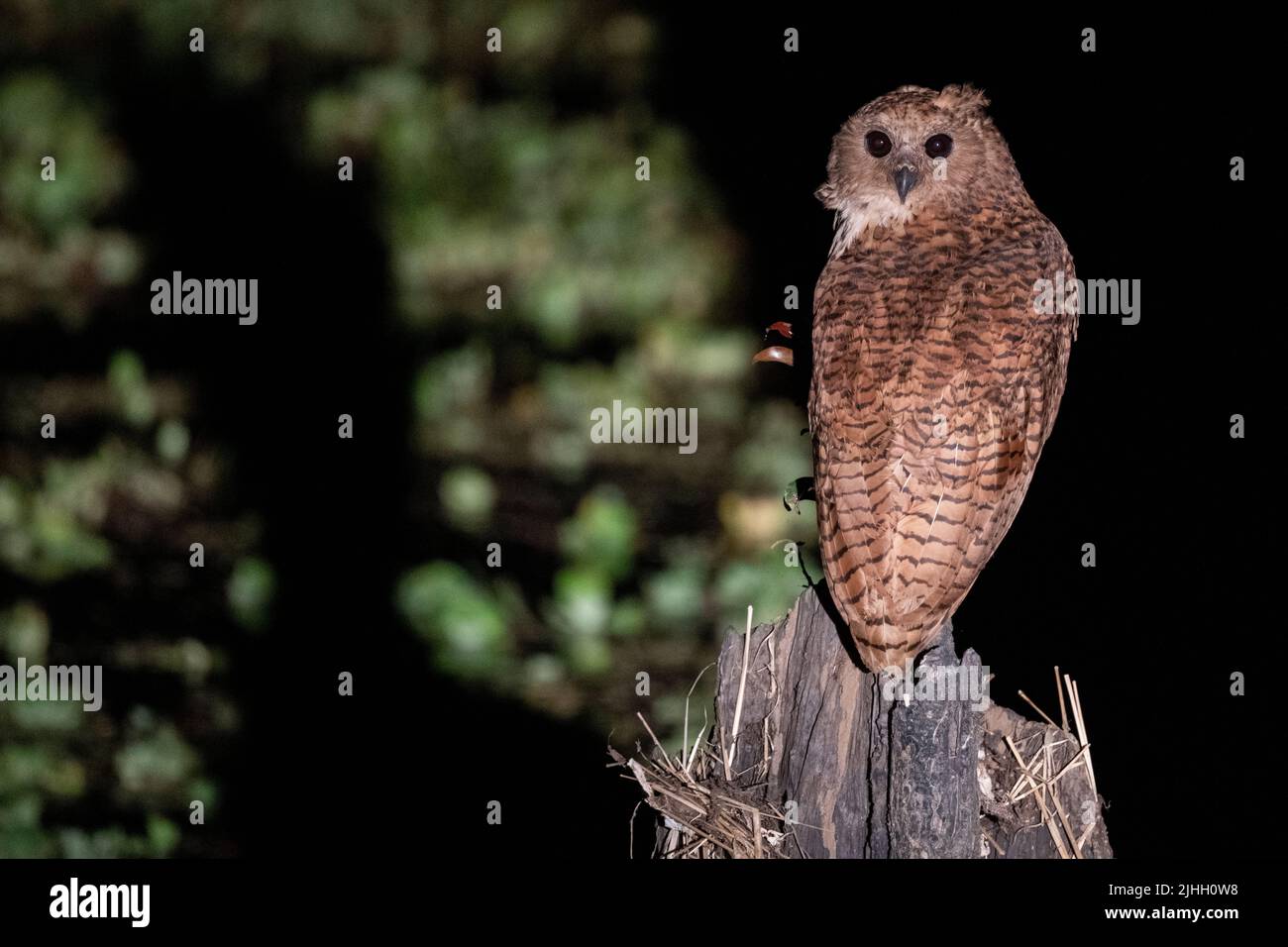 Zambia, South Luangwa National Park. Pel's fishing owl (Scotopelia peli ...