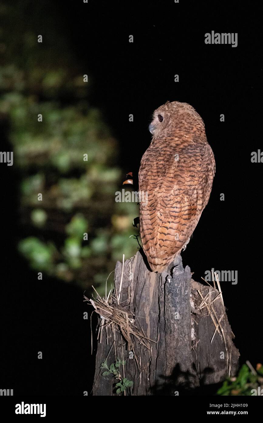 Zambia, South Luangwa National Park. Pel's fishing owl (Scotopelia peli ...