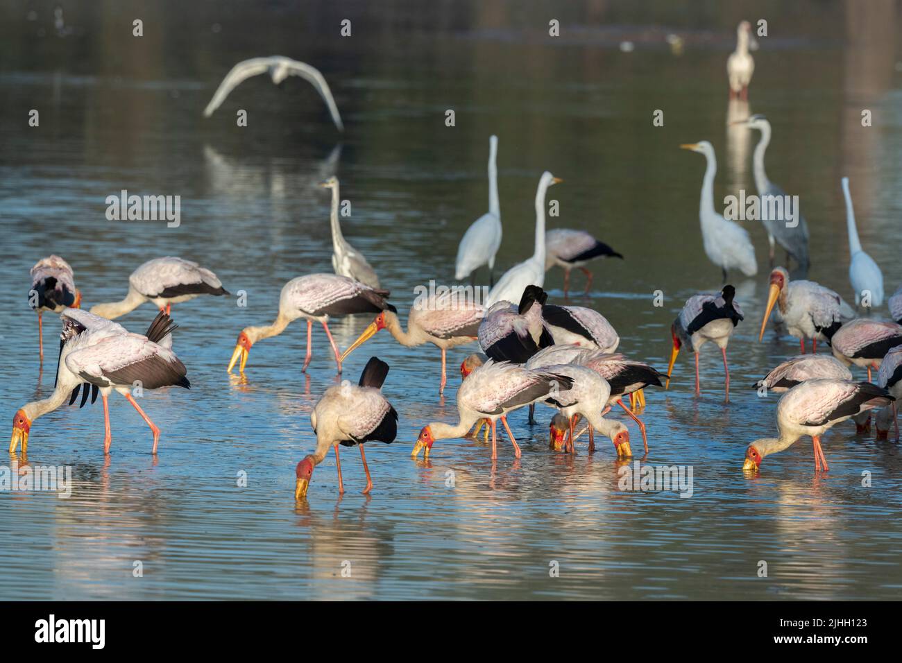 Zambia, South Luangwa National Park. Mixed flock of birds including ...
