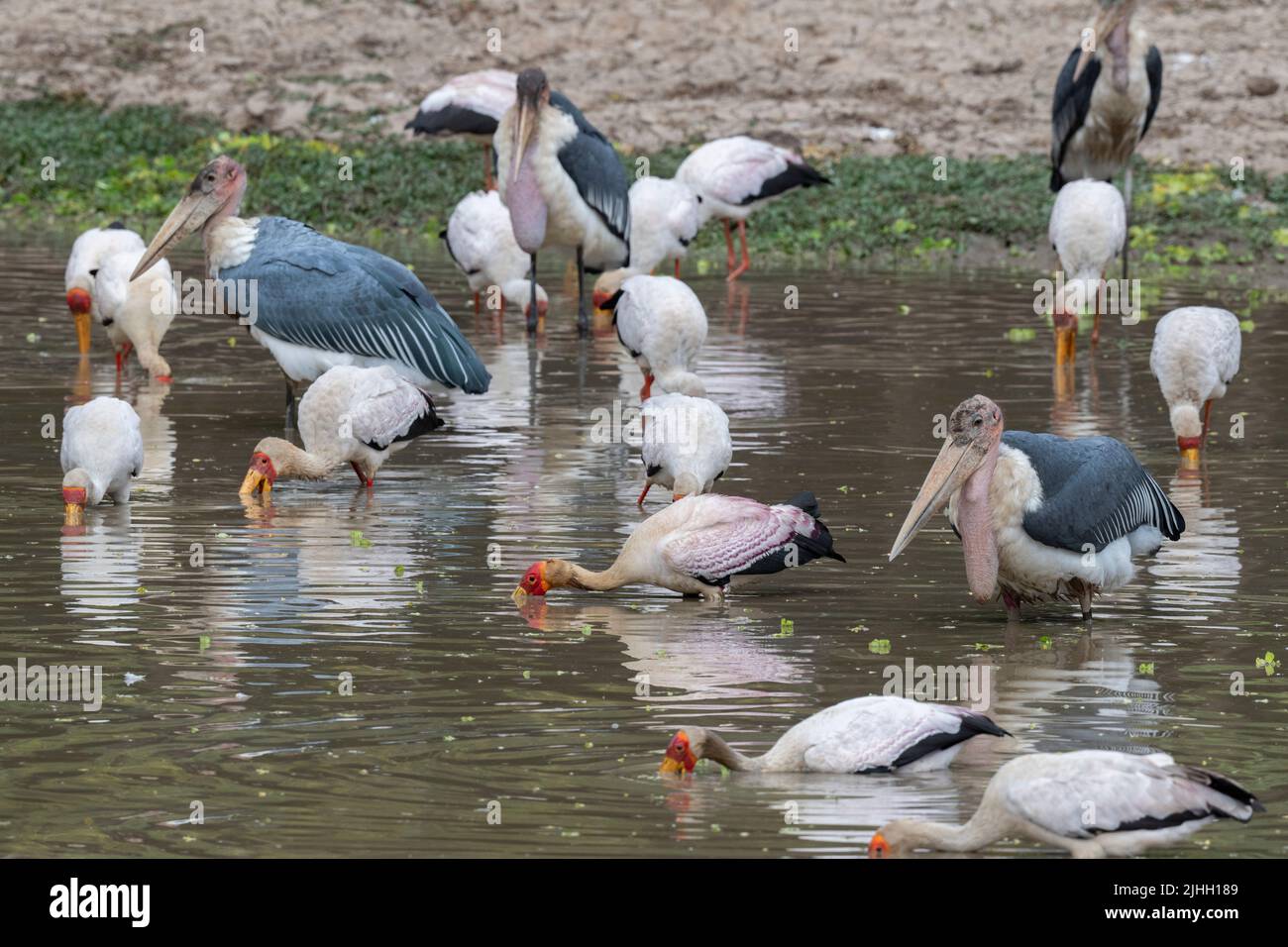 Zambia, South Luangwa National Park. Mixed flock of birds including ...