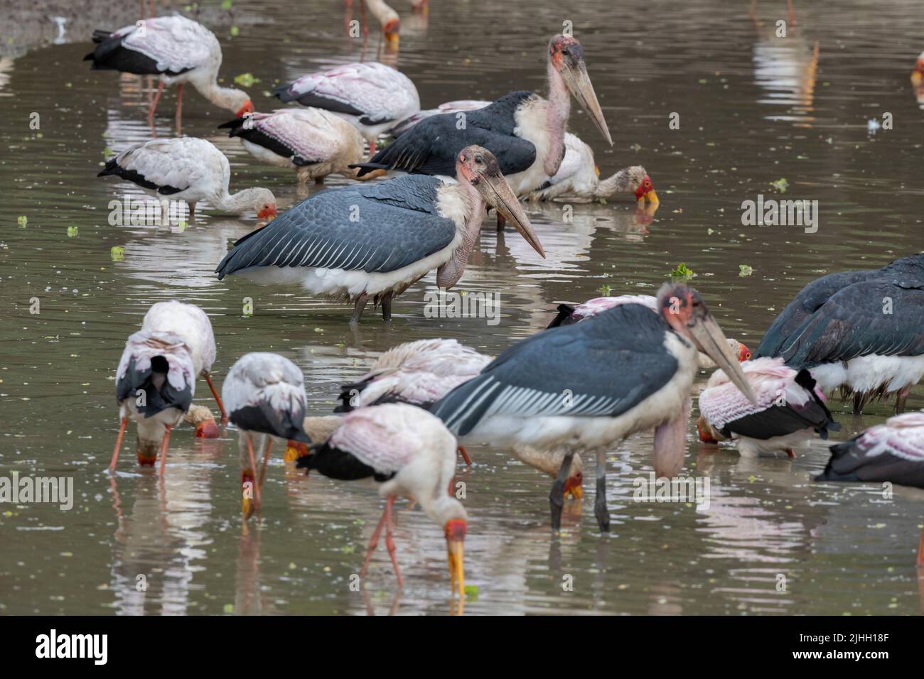 Zambia, South Luangwa National Park. Mixed flock of birds including ...