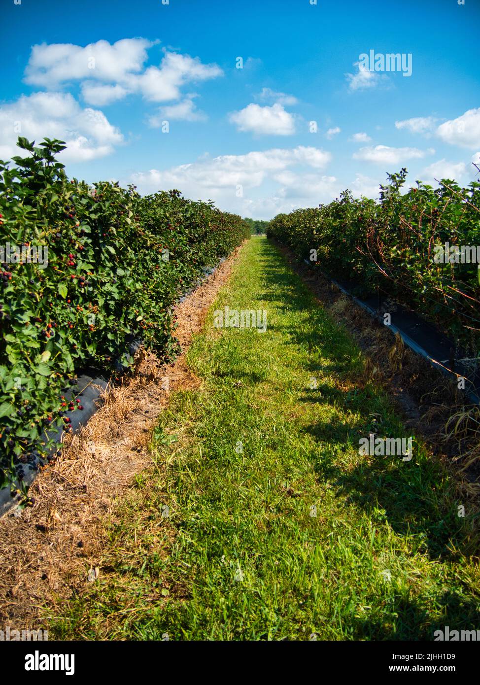Open can fruits hi-res stock photography and images - Alamy
