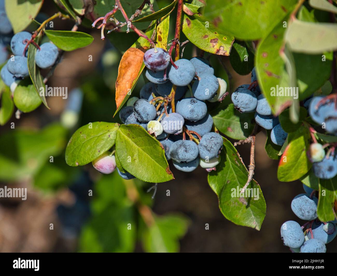 American blueberry plant hi-res stock photography and images - Alamy