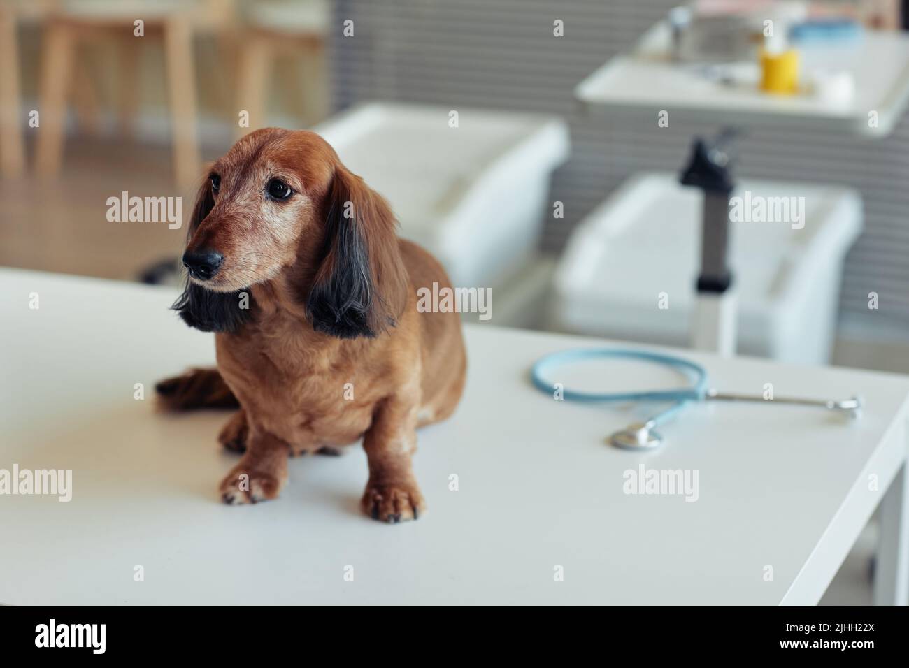 Portrait of cute senior dachshund dog sitting on examination table in ...