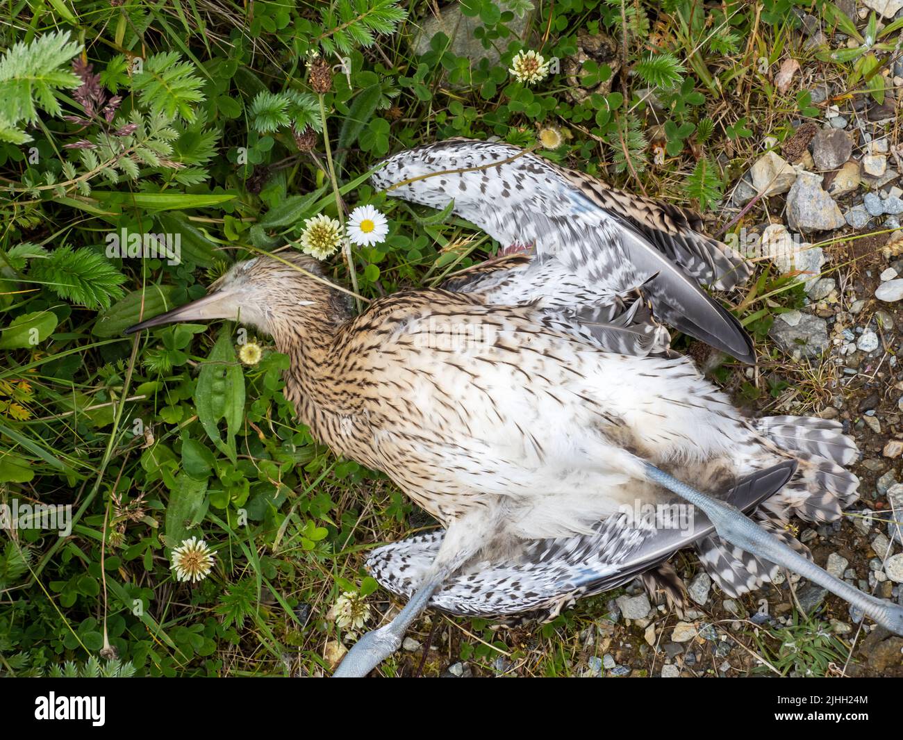 A dead Curlew chick at North Roe, on the northern tip of Mainland ...