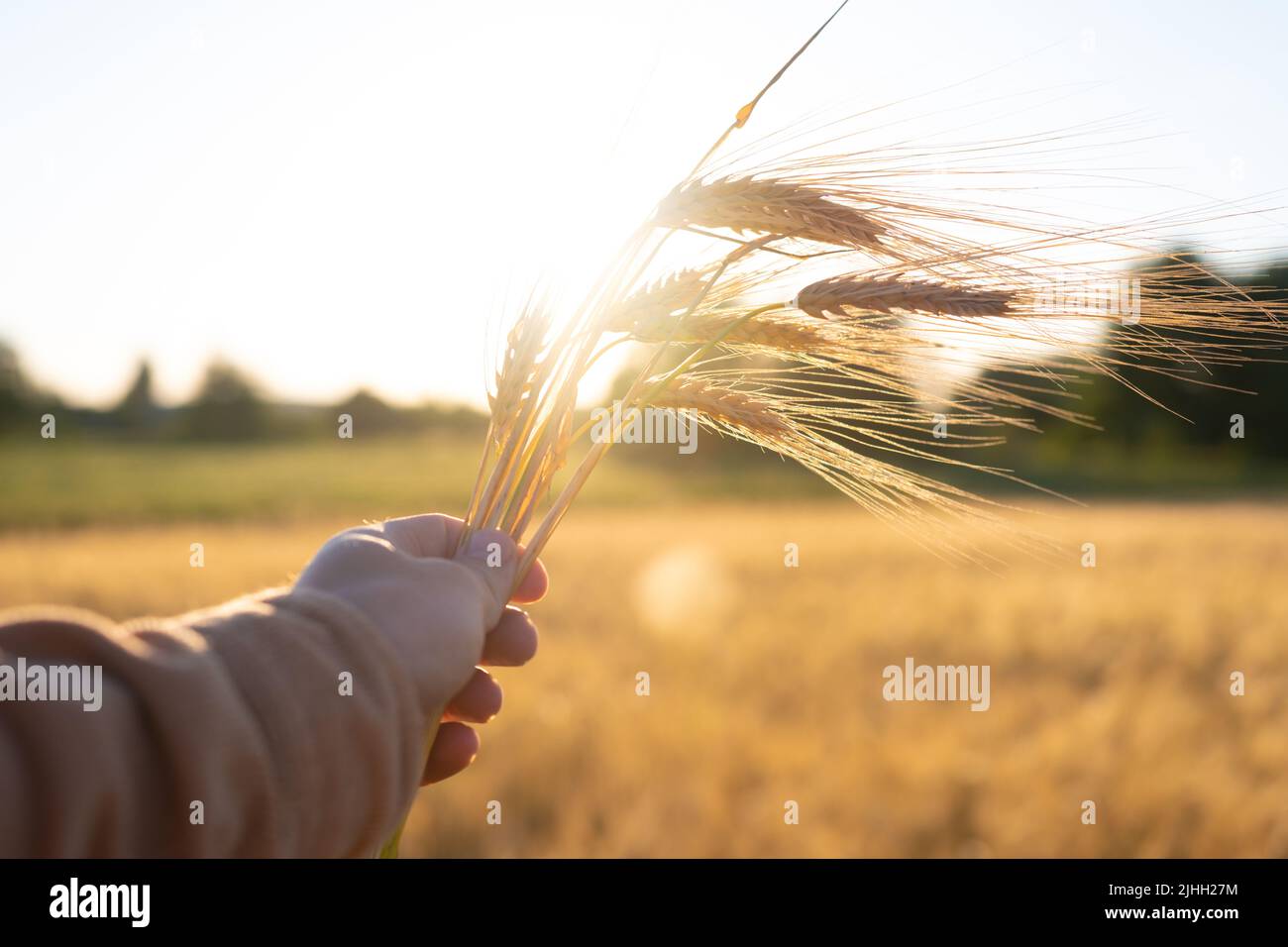 Male hand touching a young wheat in the wheat field while sunset Stock ...