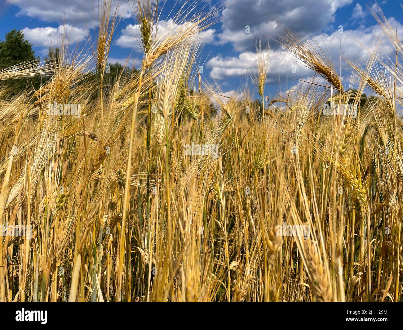 Field of barley before harvest in Moravia Stock Photo - Alamy