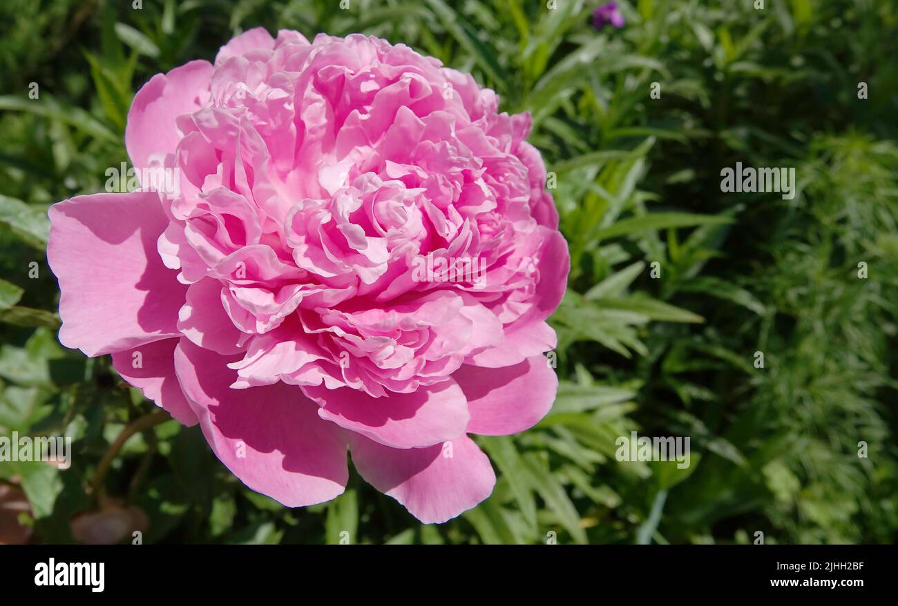 Large milky white flower hi-res stock photography and images - Alamy