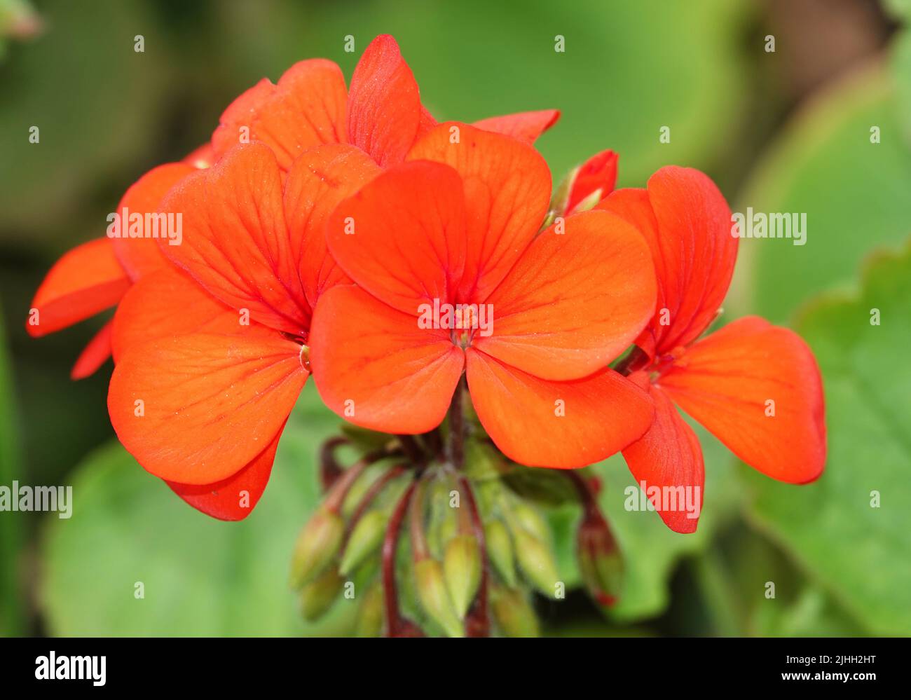 Flowers Pelargonium Zonal close-up very delicate and beautiful Stock ...