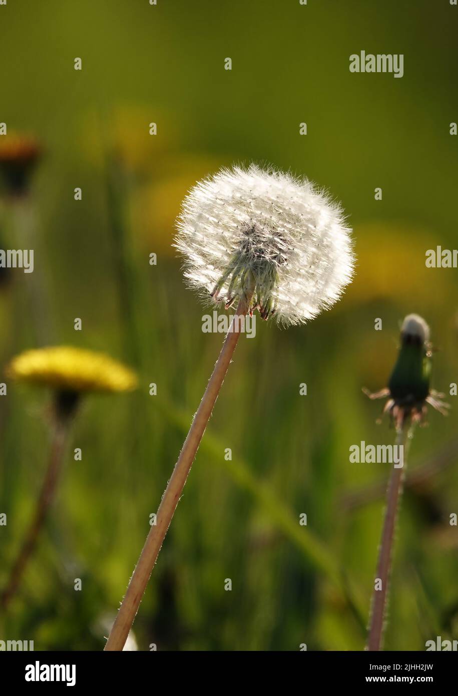 Light seeds hi-res stock photography and images - Alamy