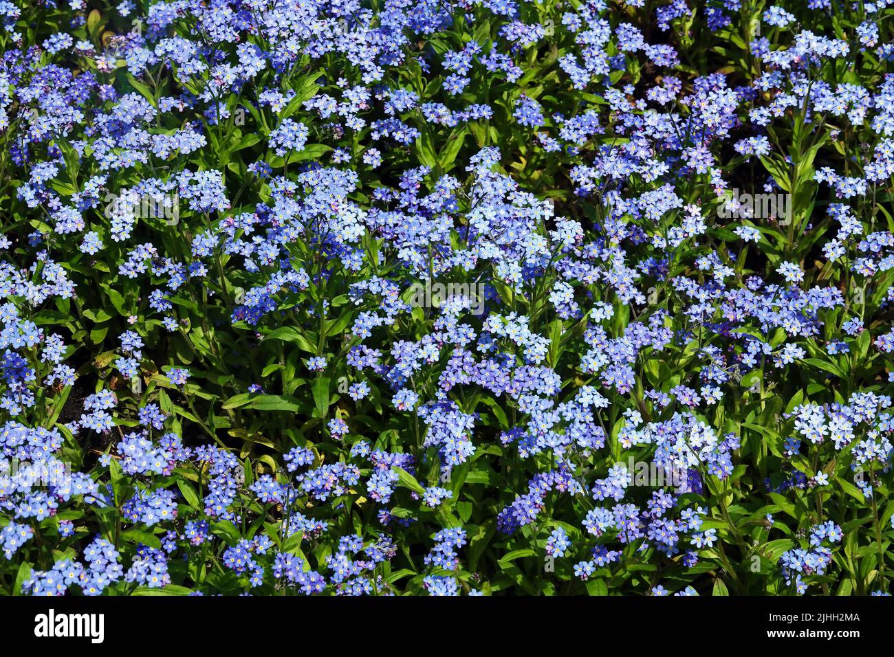 Flowers "Forget-me-not marsh" with blue flowers planted in the parks of ...
