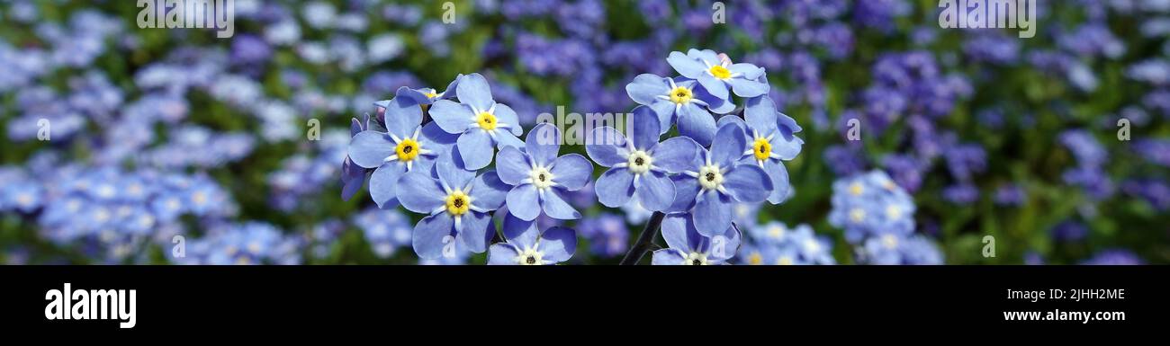 Flowers "Forget-me-not marsh" with blue flowers planted in the parks of ...