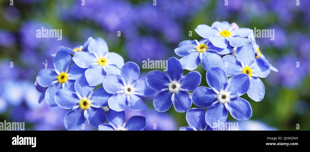 Flowers "Forget-me-not marsh" with blue flowers planted in the parks of ...
