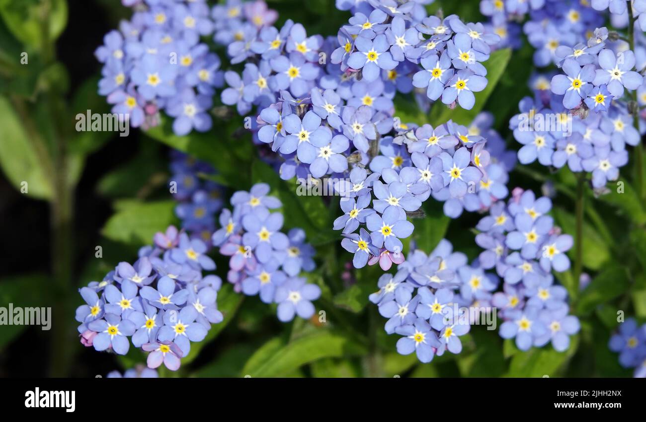 Flowers "Forget-me-not marsh" with blue flowers planted in the parks of ...