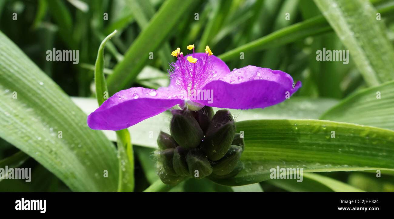 Flowers of Tradescantia virginiana close-up very delicate and beautiful ...