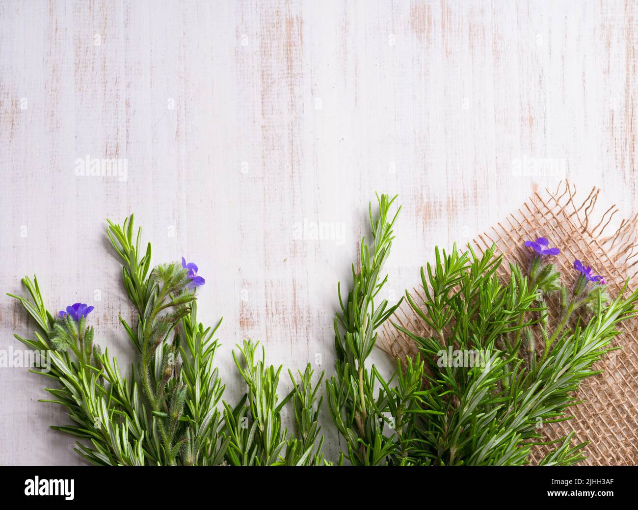 Rosemary plant in rustic cover on table. Medicinal plants Stock Photo ...