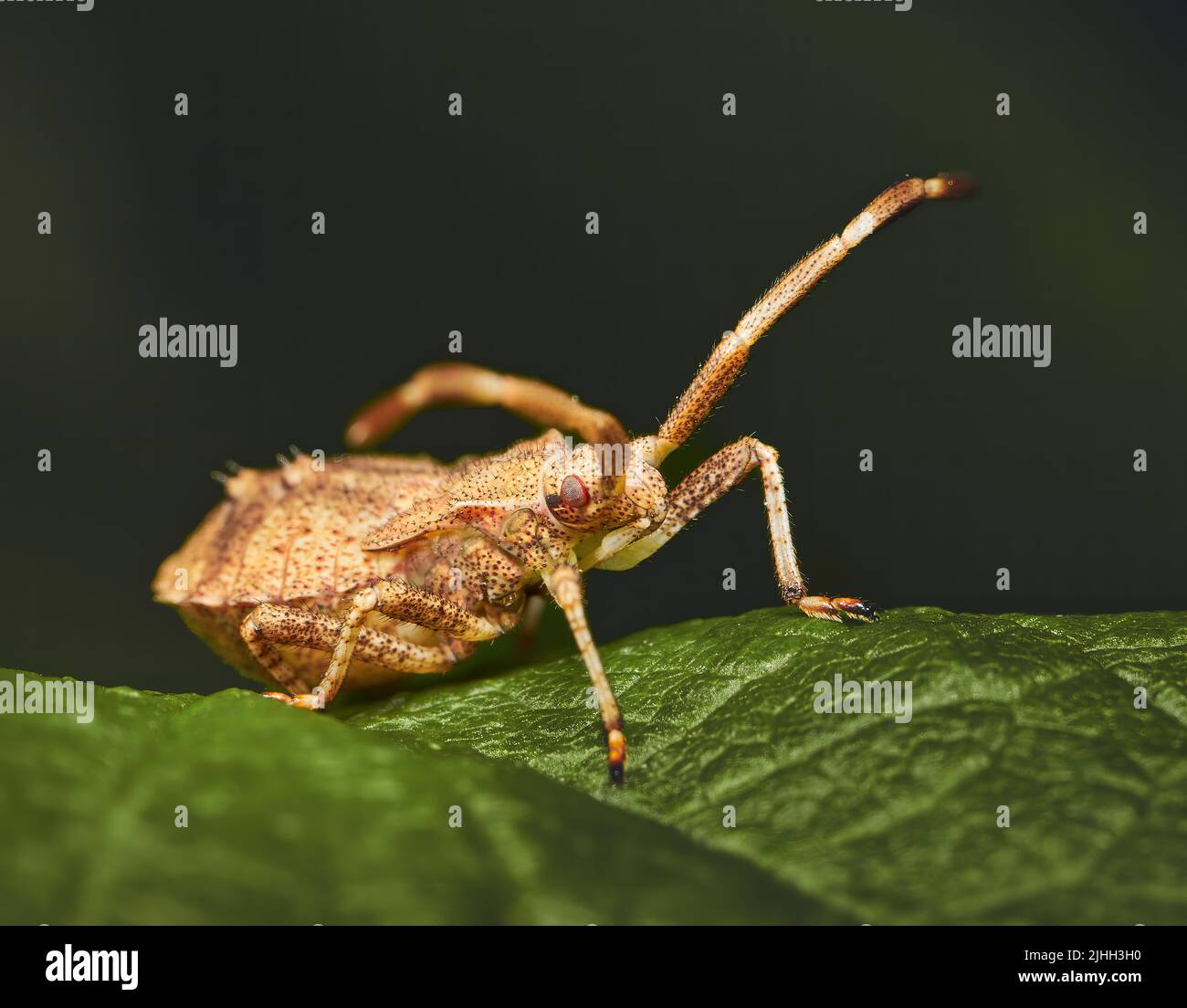 Family coreidae hi-res stock photography and images - Alamy