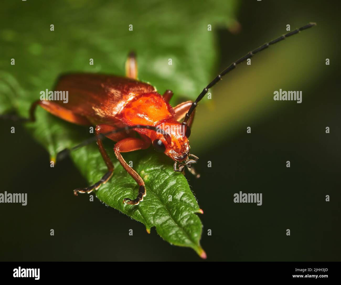 The bloodsucker beetle hi-res stock photography and images - Alamy