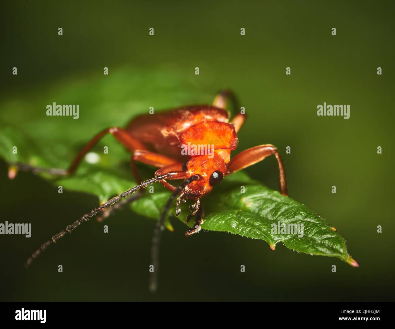 Common red soldier beetle or bloodsucker beetle (Rhagonycha fulva) on a ...