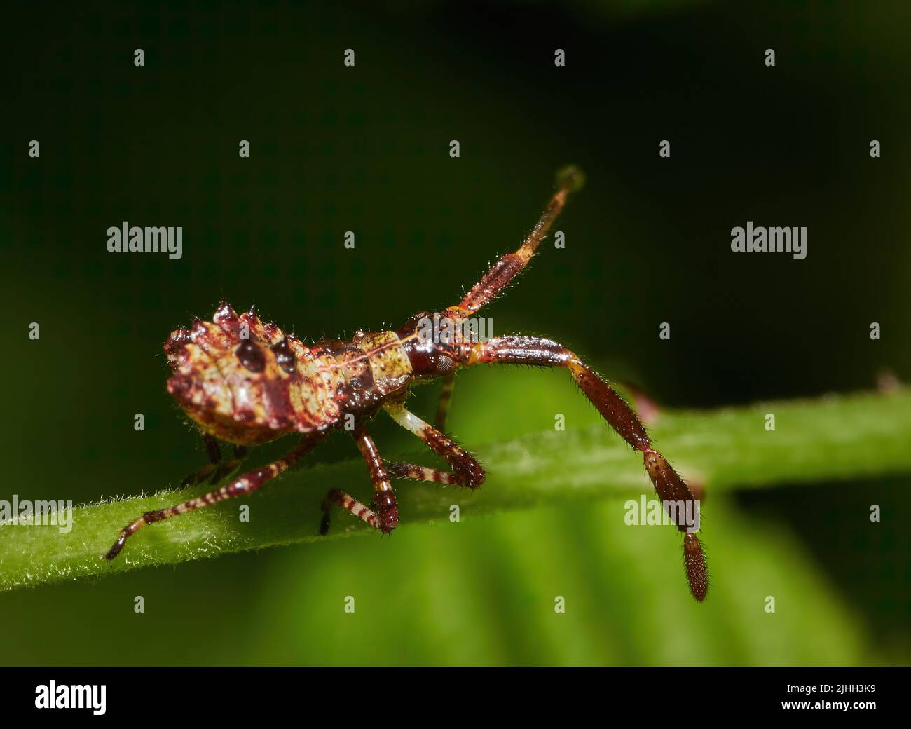 Dock bug nymph hi-res stock photography and images - Alamy
