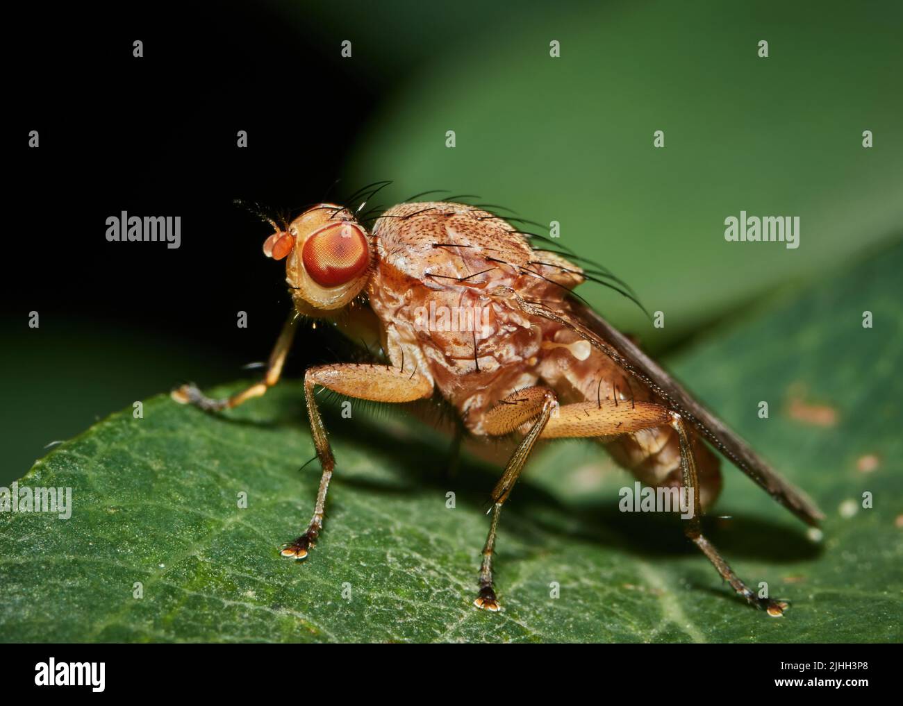 Drosophila Melanogaster male fruit fly on a green leaf Stock Photo - Alamy