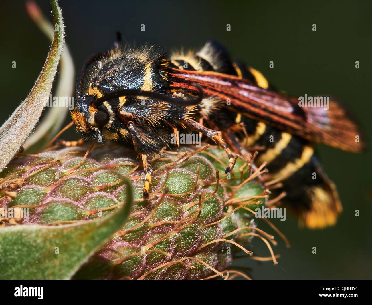 Pennisetia marginata (raspberry crown borer) sitting on the green ...