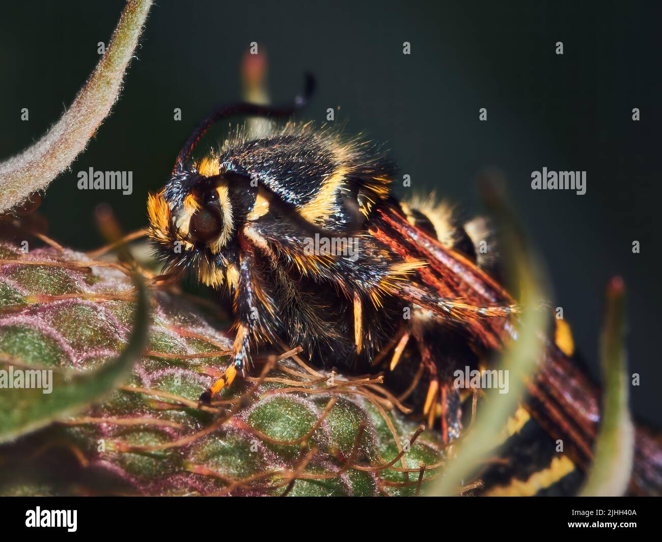 Pennisetia marginata (raspberry crown borer) sitting on the green ...