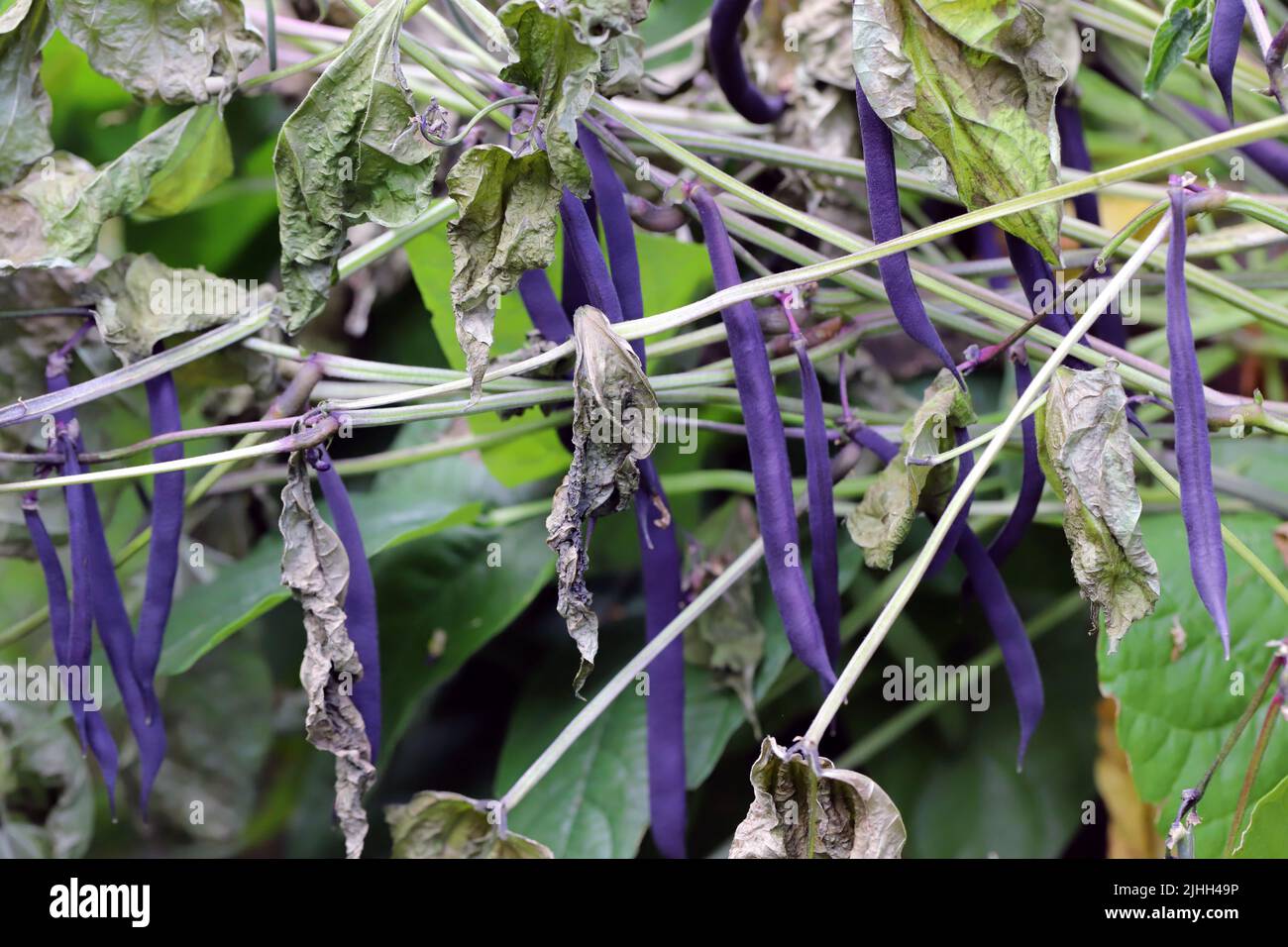 Dwarf beans or French Beans destroyed by a fungus of the genus ...