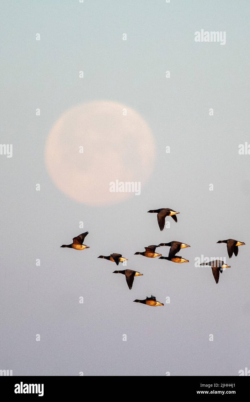 Atlantic brant flight and full moon Stock Photo - Alamy