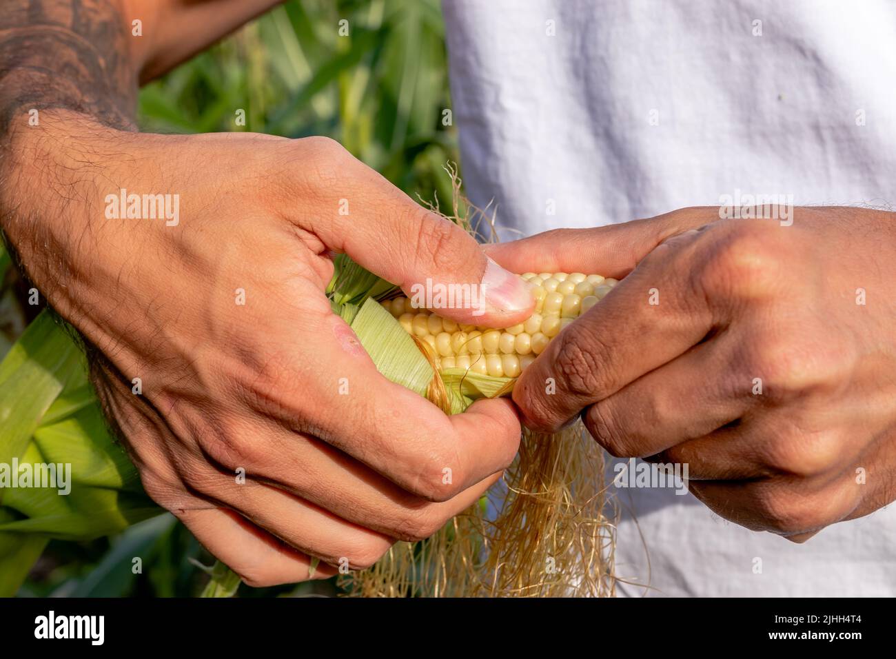 Farmer or agronomist standing in corn field inspecting the cobs before ...