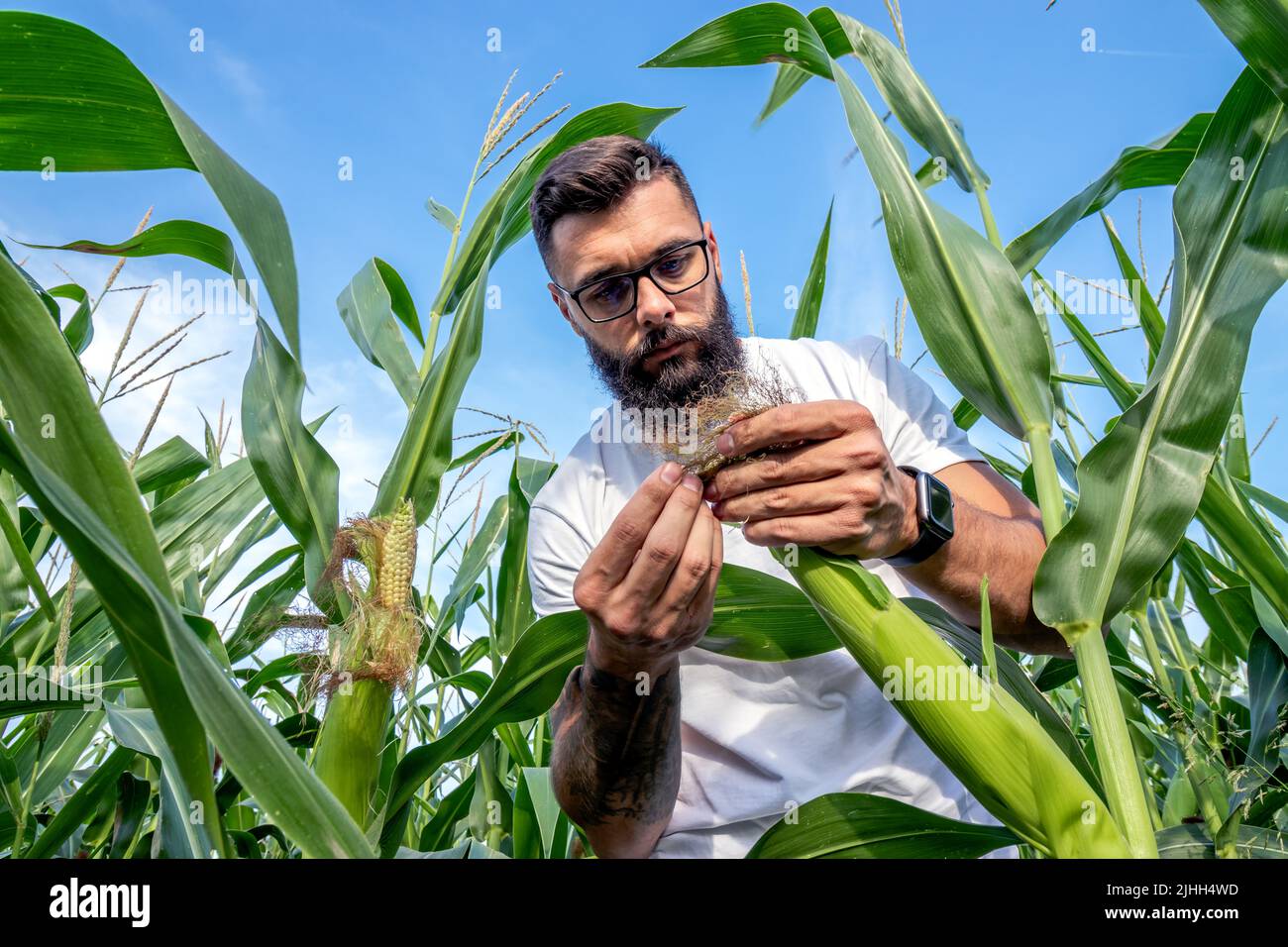 Farmer or agronomist standing in corn field inspecting the cobs and ...