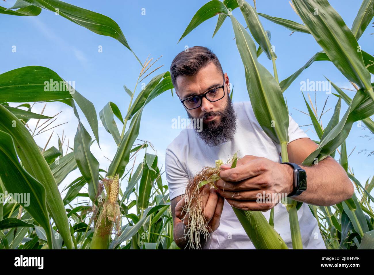 Farmer or agronomist standing in corn field inspecting the cobs and ...