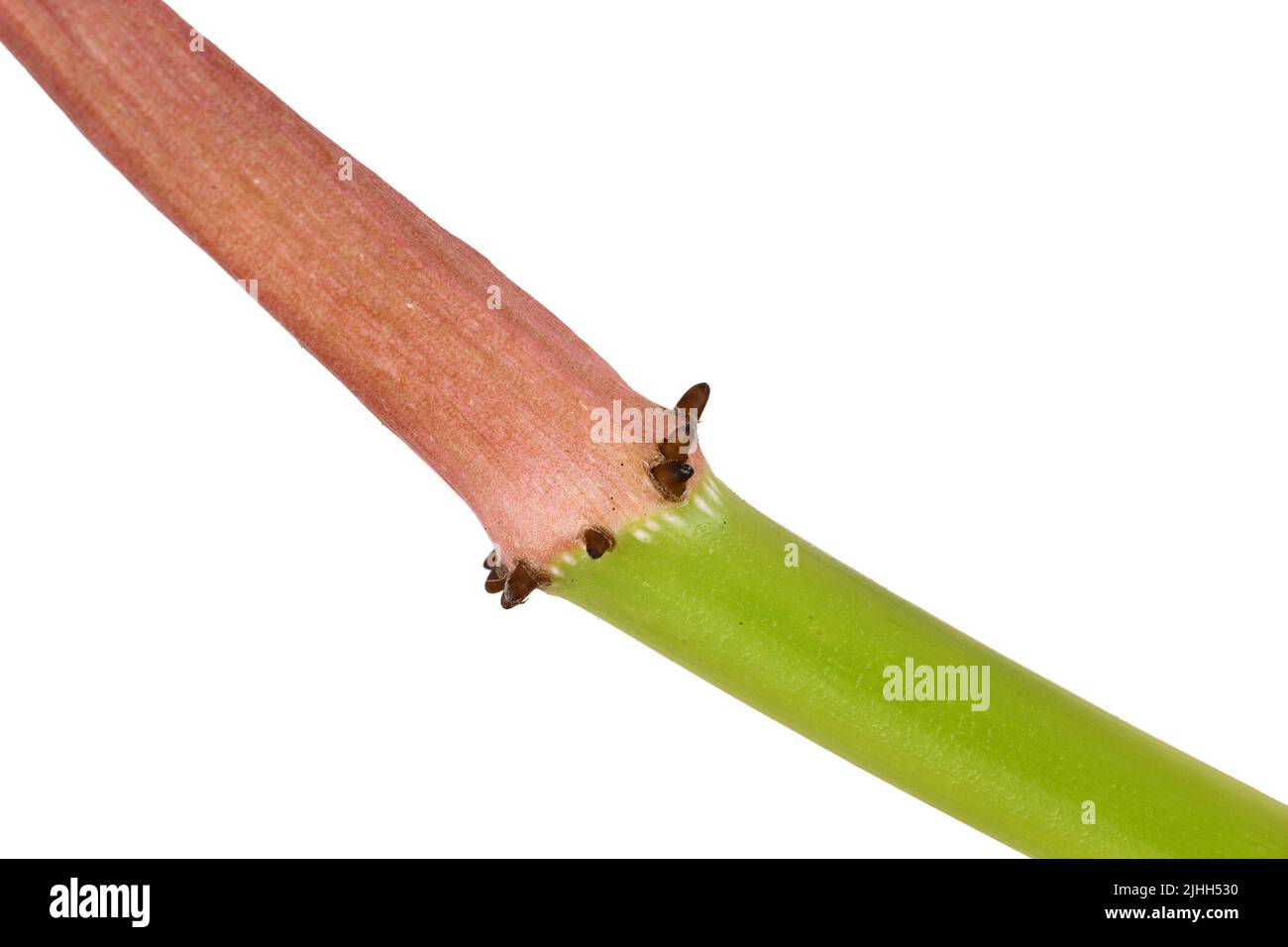 Small stubs of growing aerial roots at nodes of on tropical ...