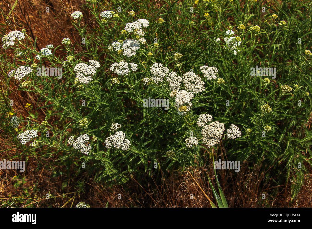 Achillea millefolium, commonly known as common yarrow, is a flowering ...