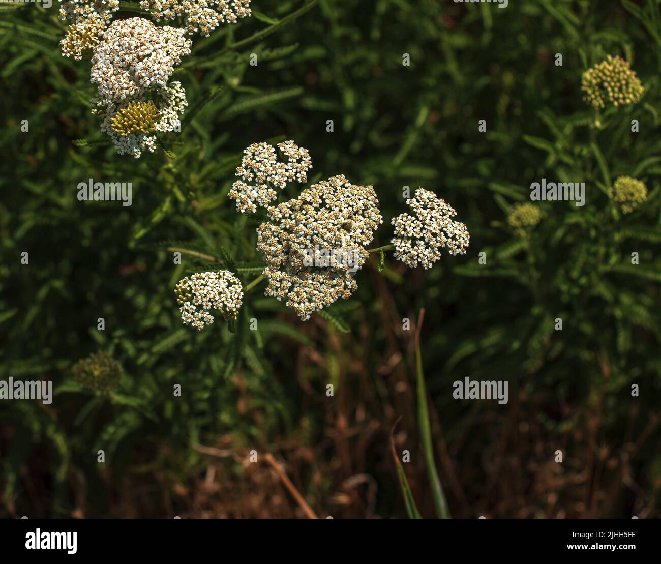 Achillea millefolium, commonly known as common yarrow, is a flowering ...