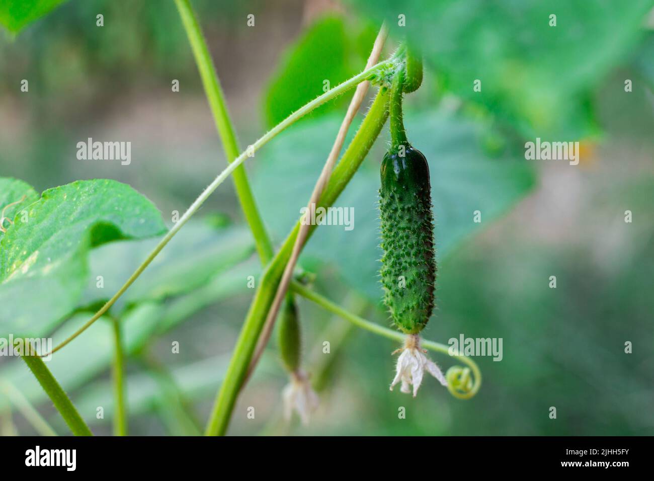 A small green cucumber on a plant stem. Growing and caring for ...