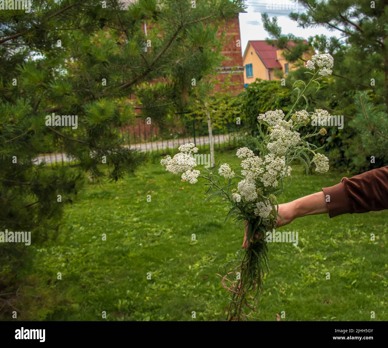 Achillea millefolium, commonly known as common yarrow, is a flowering ...