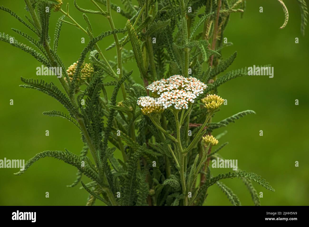 Achillea millefolium, commonly known as common yarrow, is a flowering ...