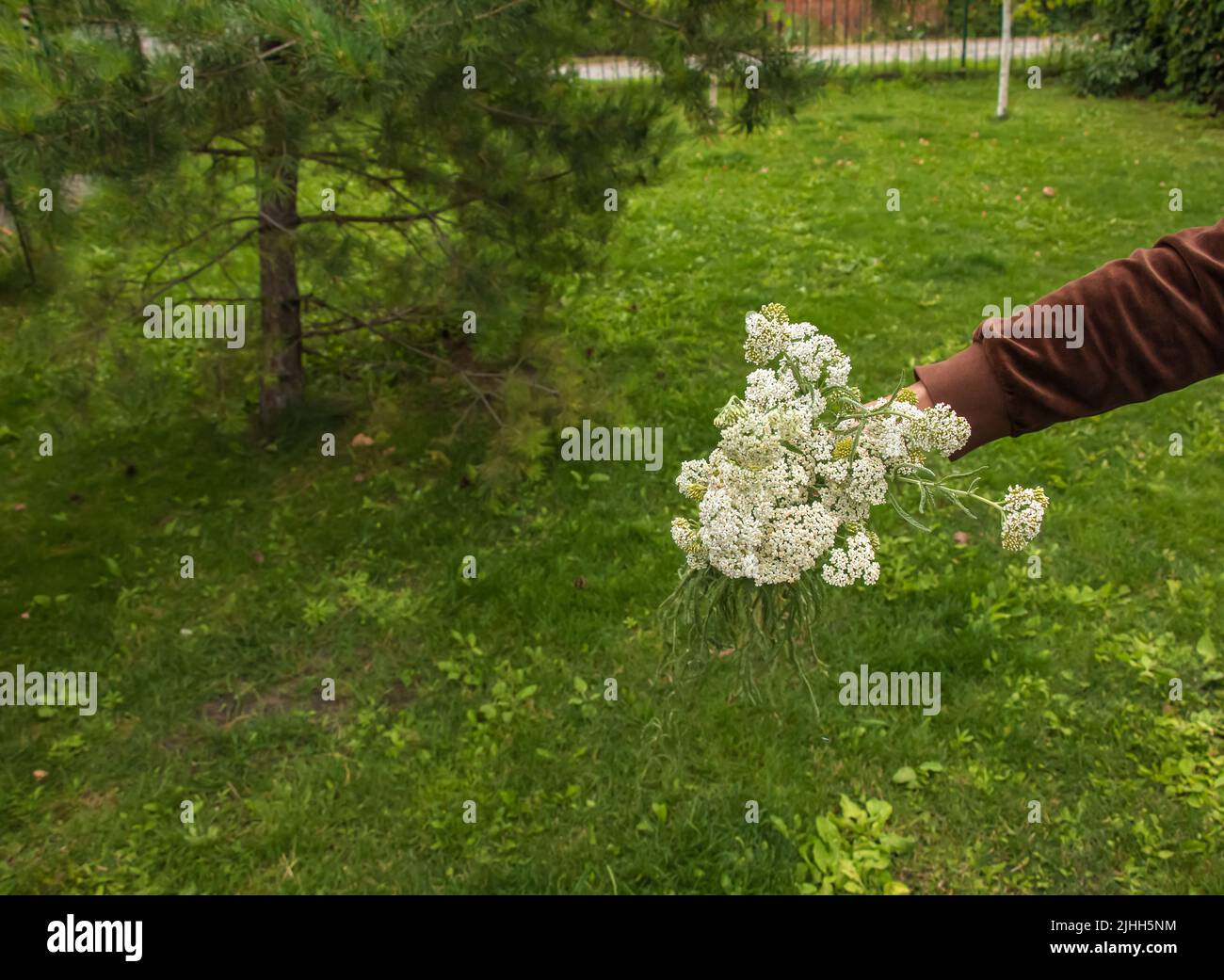 Achillea millefolium, commonly known as common yarrow, is a flowering ...