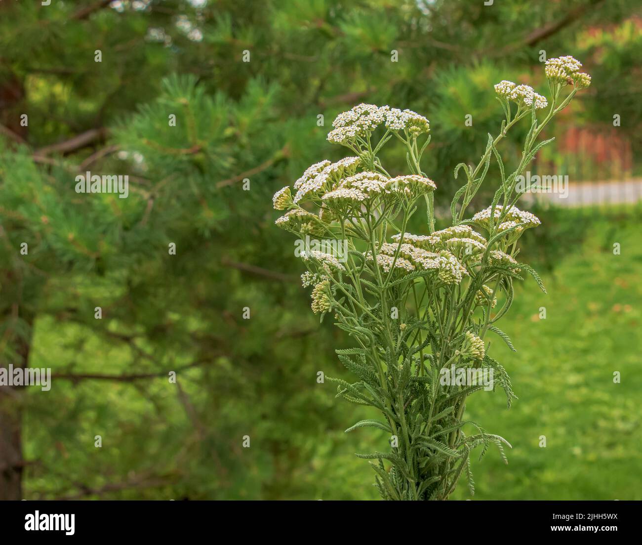 Achillea millefolium, commonly known as common yarrow, is a flowering ...