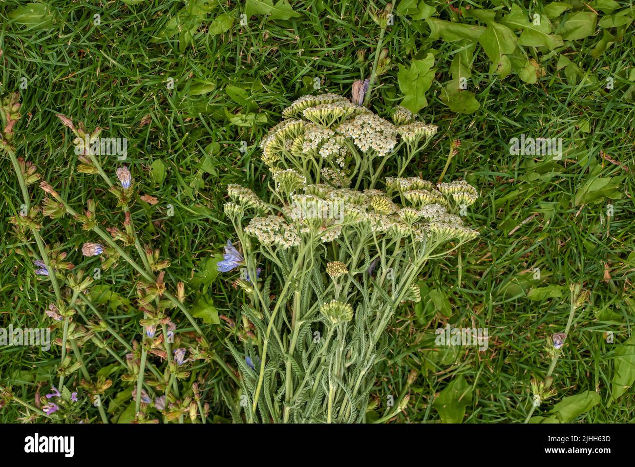 Achillea millefolium, commonly known as common yarrow, is a flowering ...