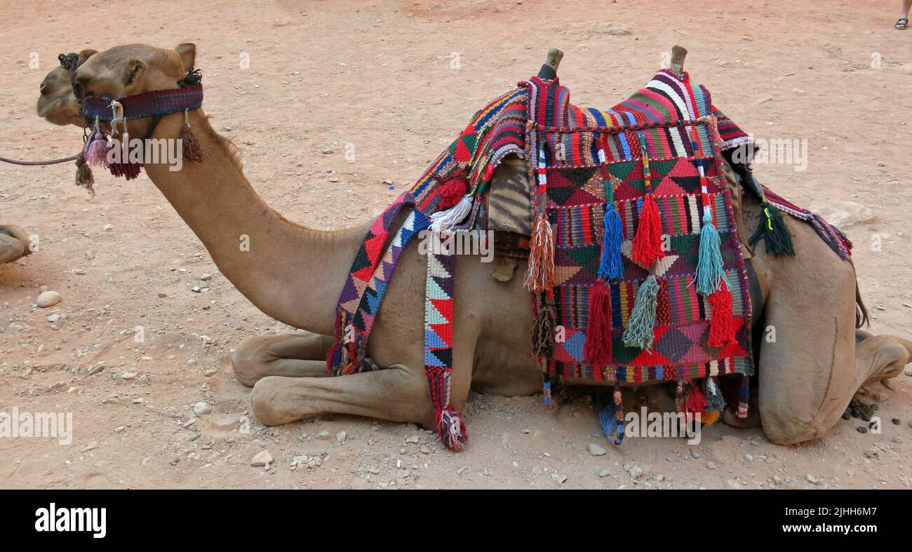 Sidesaddle saddle hi-res stock photography and images - Alamy