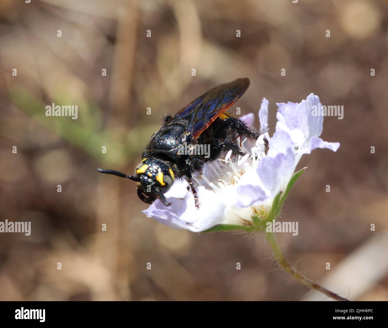 Vespa tiphiid hi-res stock photography and images - Alamy