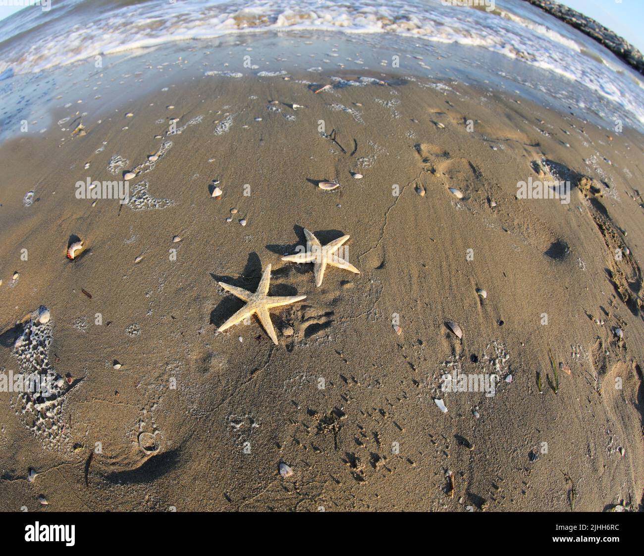 two starfish on the seashore in the beach photographed with fisheye ...