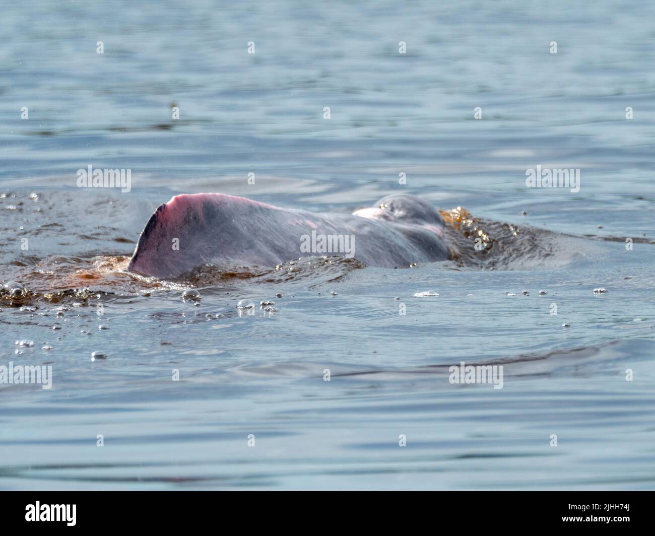 Pink Amazon River dolphin, Inia geoffrensis, in the black water lakes ...
