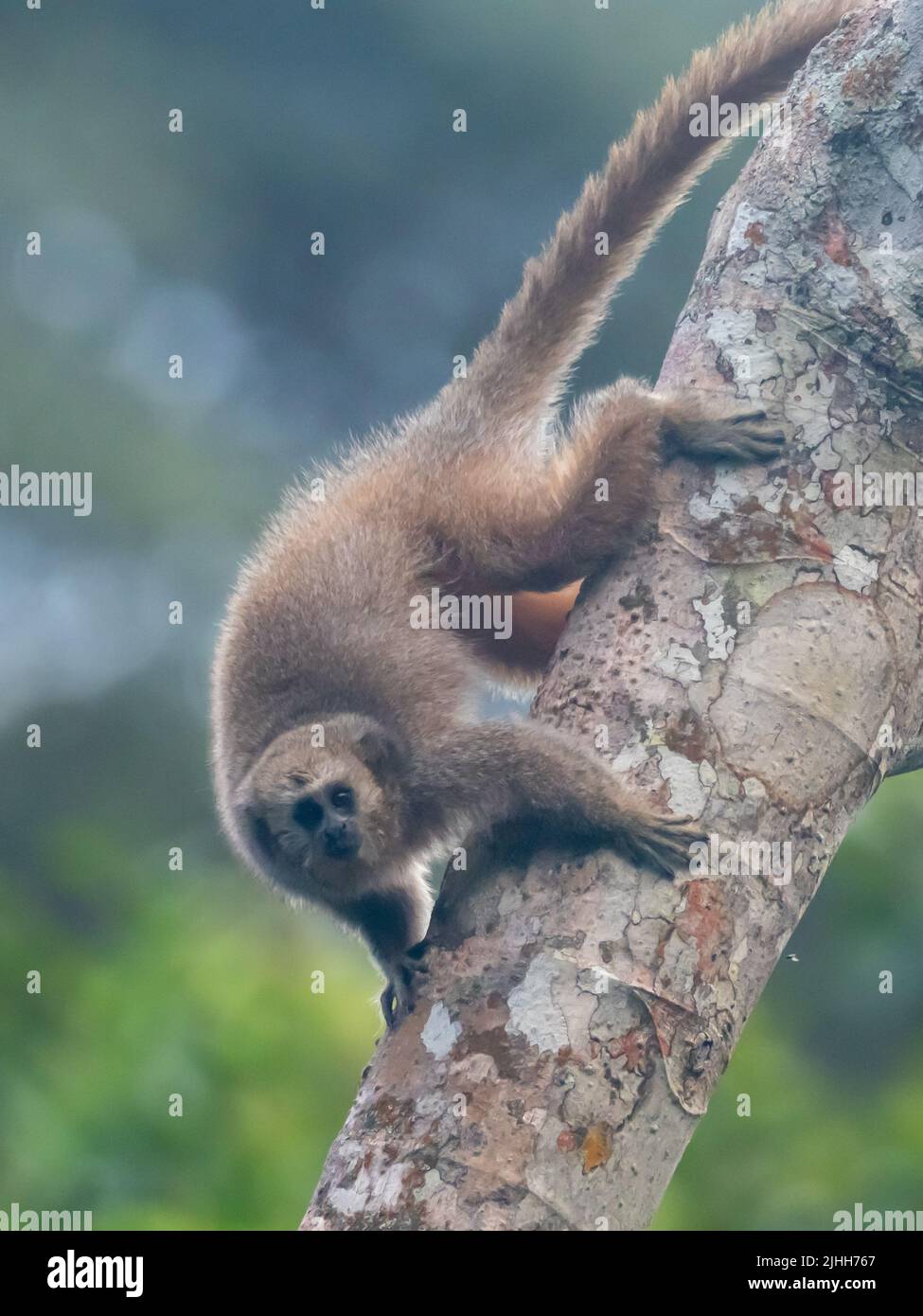 Rio Mayo Titi monkey, Plecturocebus oenanthe, a critically endangered ...