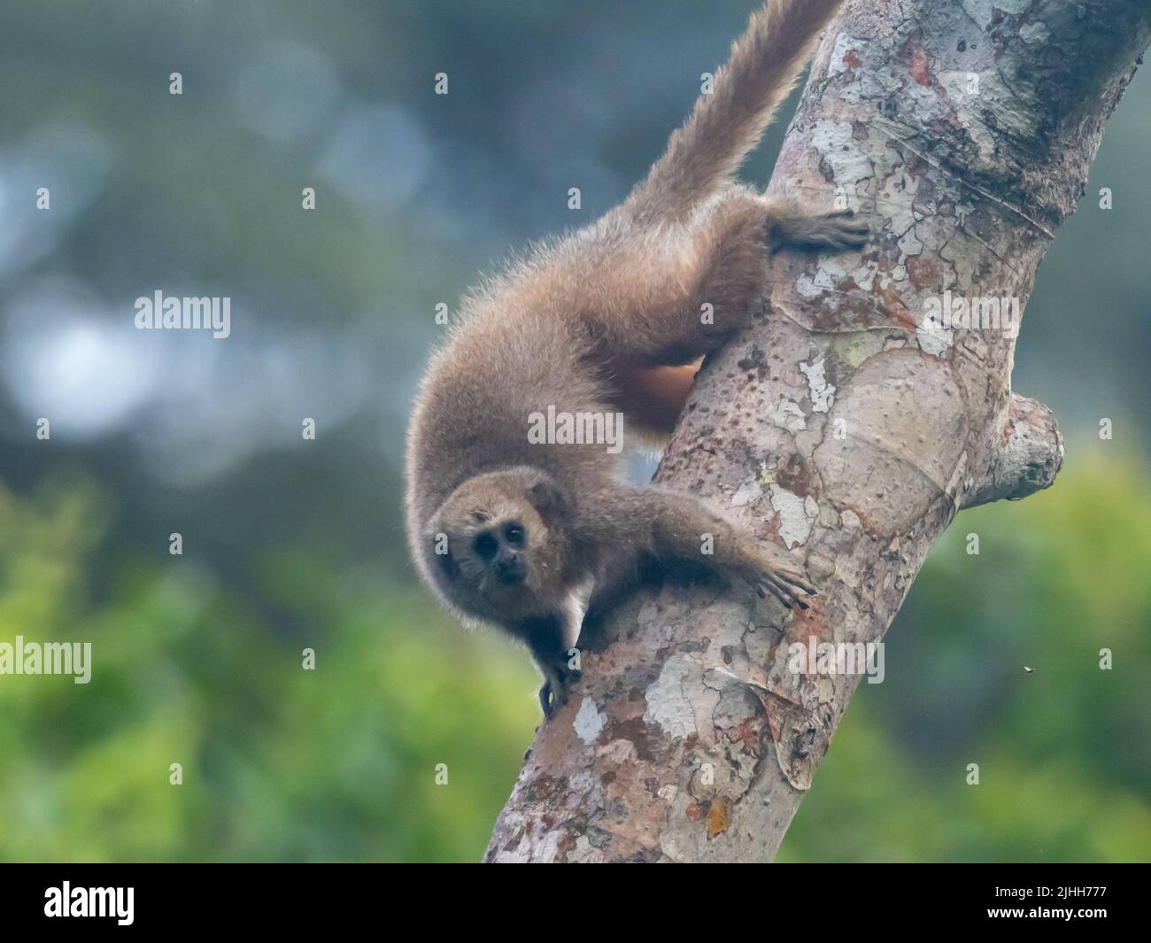 Rio Mayo Titi monkey, Plecturocebus oenanthe, a critically endangered ...