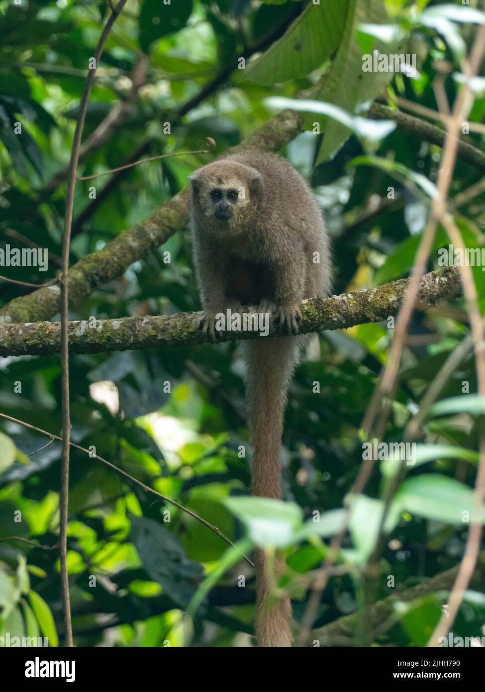 Rio Mayo Titi monkey, Plecturocebus oenanthe, a critically endangered ...