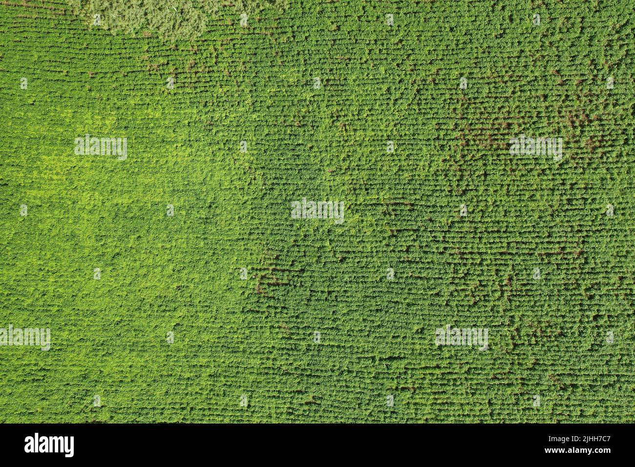 Plants above ground hi-res stock photography and images - Alamy